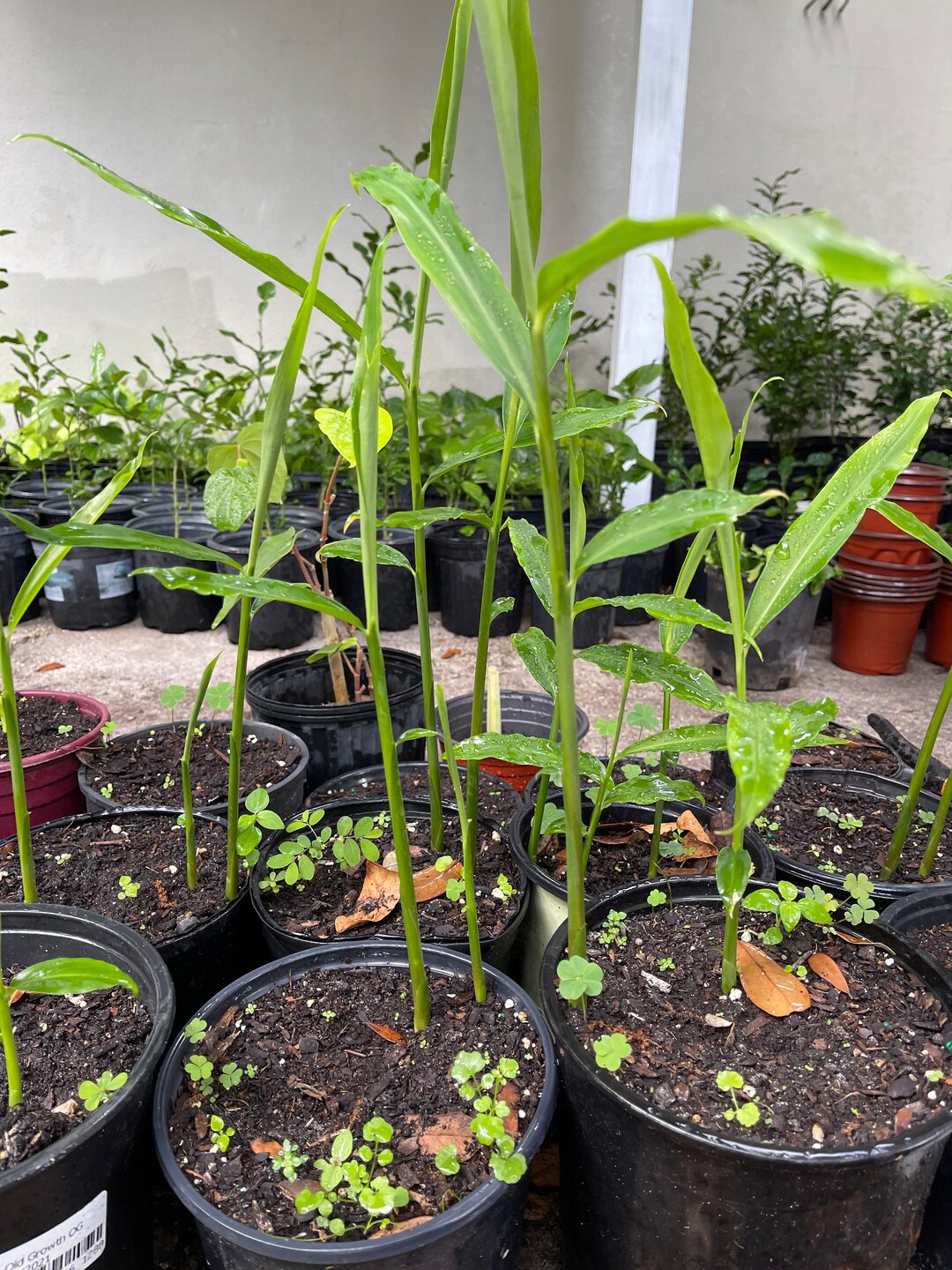Live Edible Ginger Plant in 6 Inch Pot, Well Established Ready to Pot ...