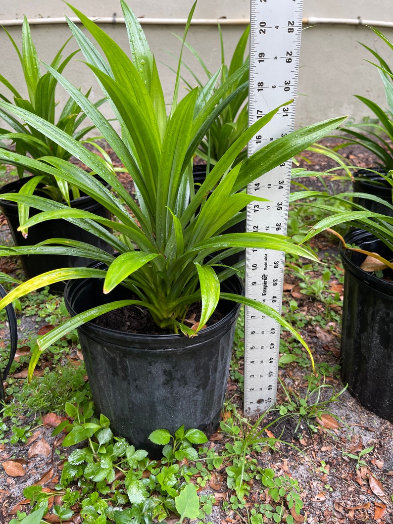 Pandan - Live Plant, Florida Fresh, Pandanus Amaryllifolius - Well ...