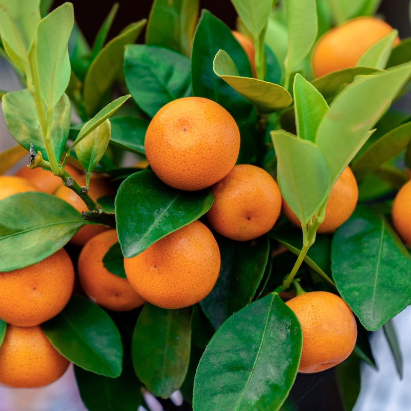 Calamansi Tree - Etsy