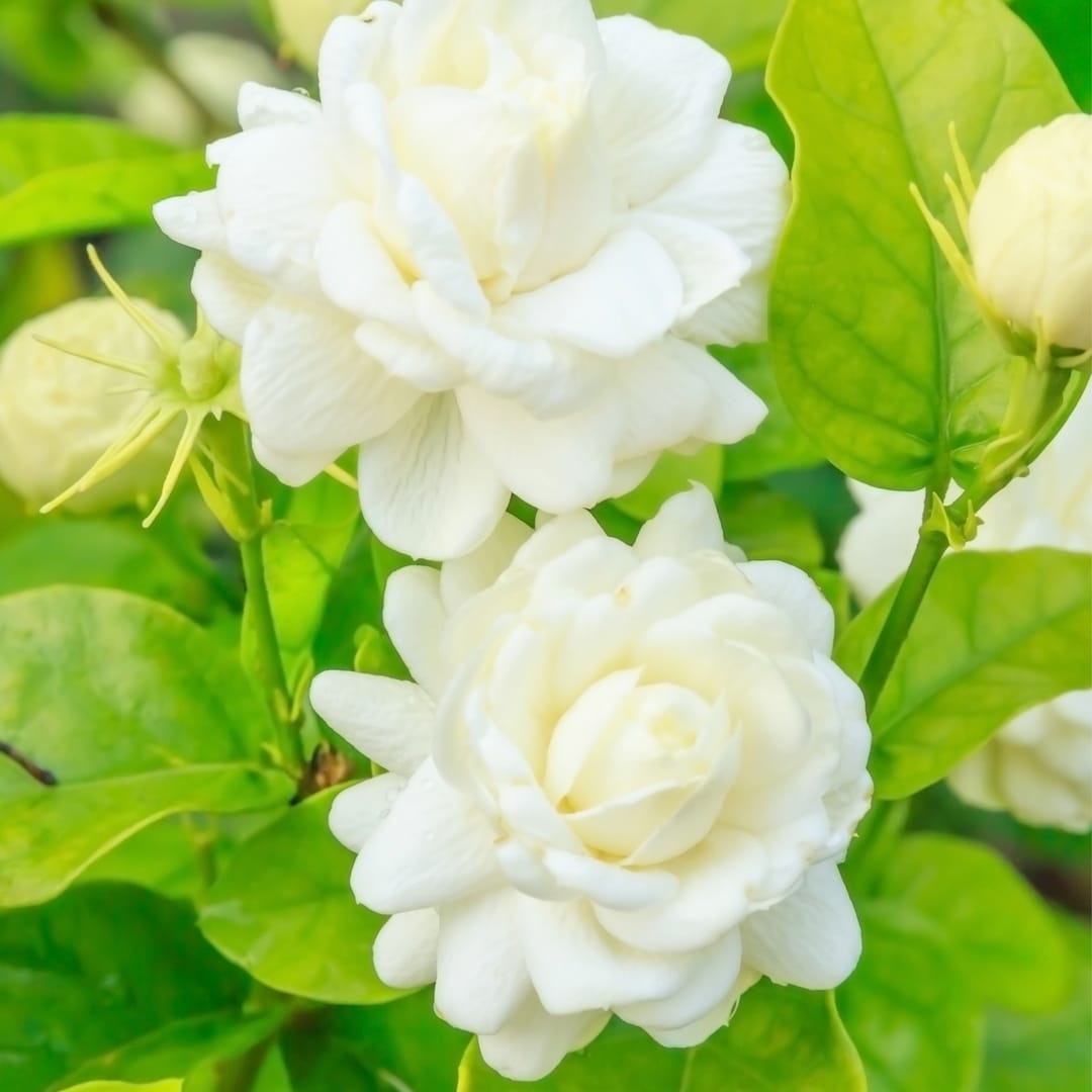 Live Grand Duke Jasmine Plant, 8inch Pot, 2ft to 3ft Tall, Fragant ...