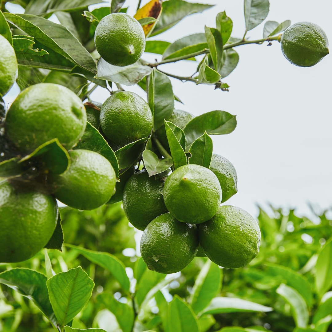 1 Live Persian Limes, Citrus Live Plant in 1 Gallon Pot, 1 to 2 Ft Tall ...