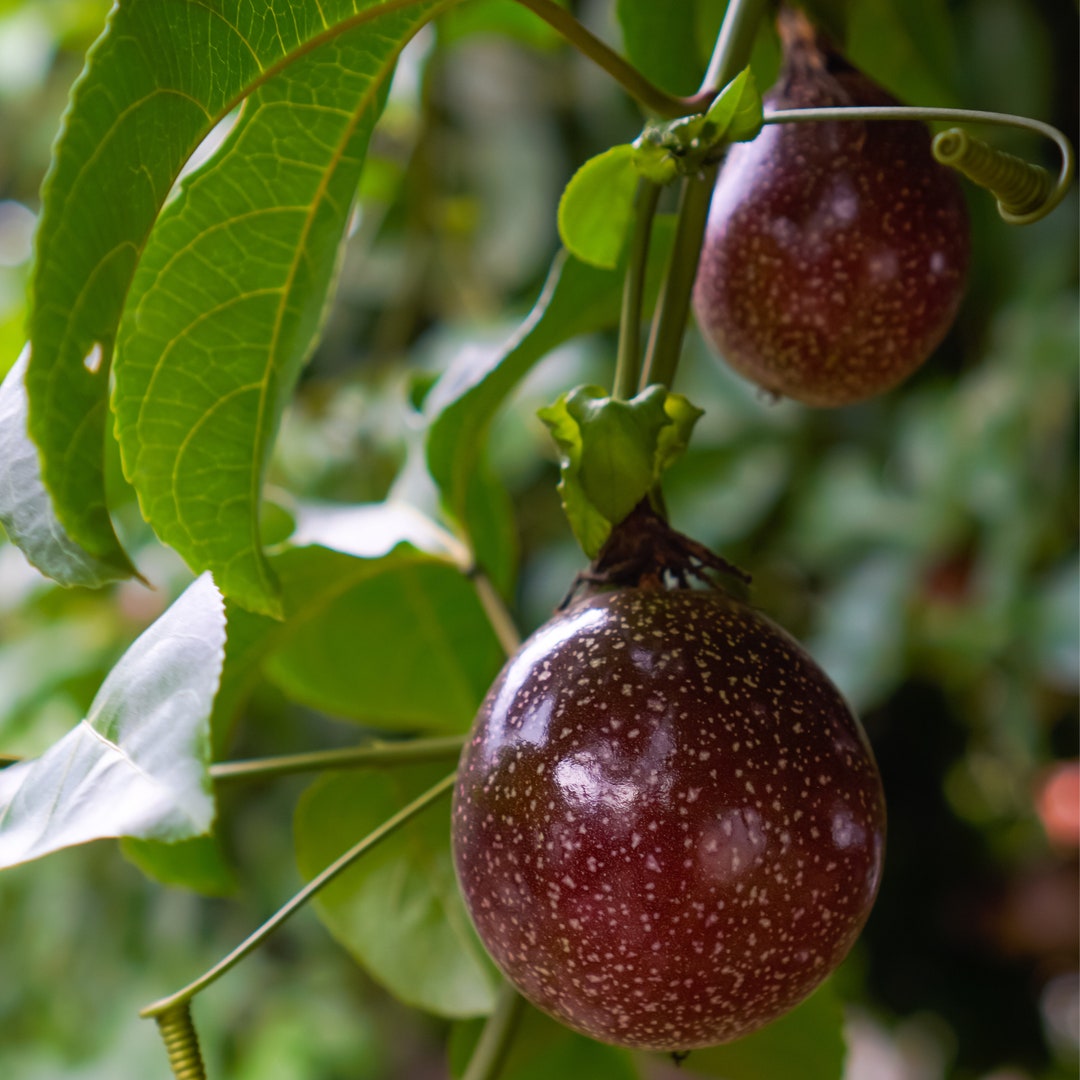 Purple Possum Passion Fruit Live Plant, Passiflora Edulis - 1 to 2 Ft ...