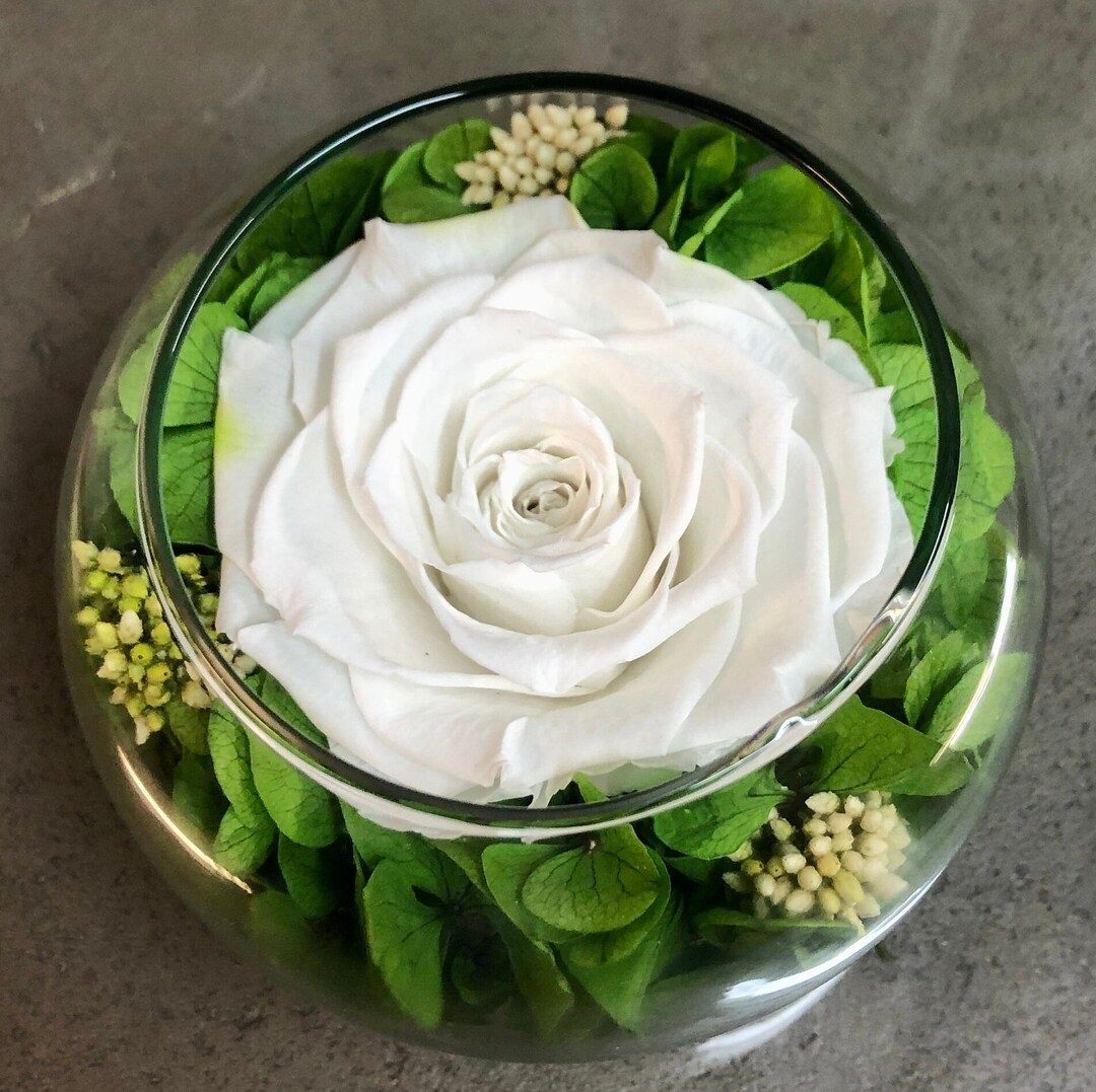 Preserved White Rose in Glass Bowl, Elegant Rose Gift, Large Real ...