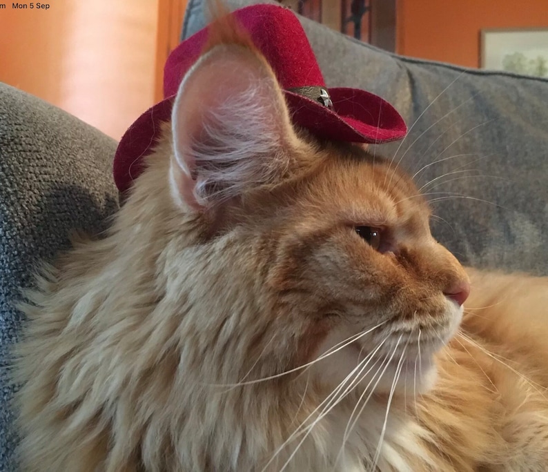 Felt Cowboy Hat for Cats & Dogs, Adjustable Pet Costume - Etsy