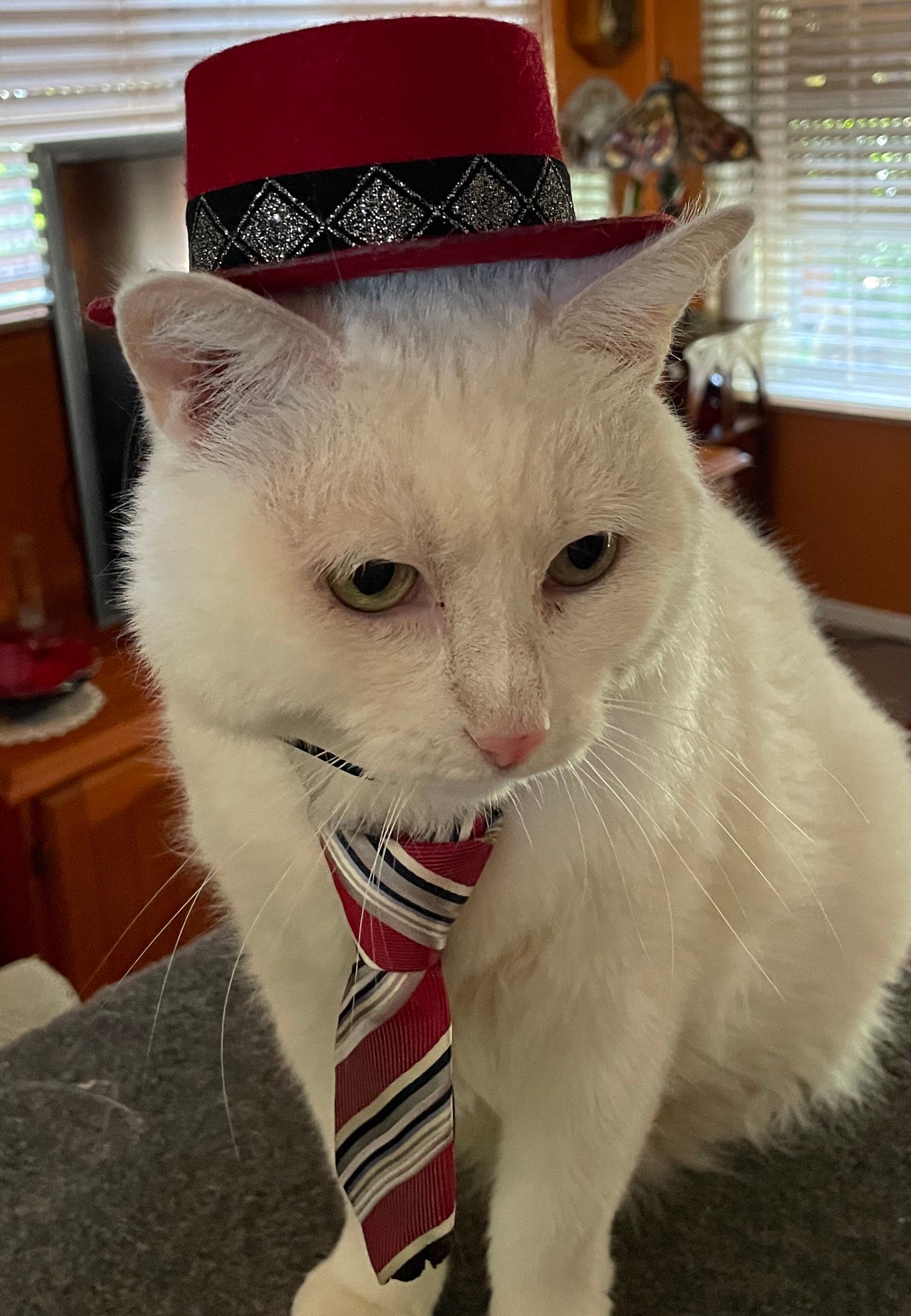 Boating Hats For Dogs