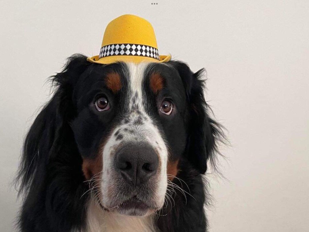 Cat Hat Dog Hat Bright Fedora Pet Hat Comfy Cool Cute - Etsy