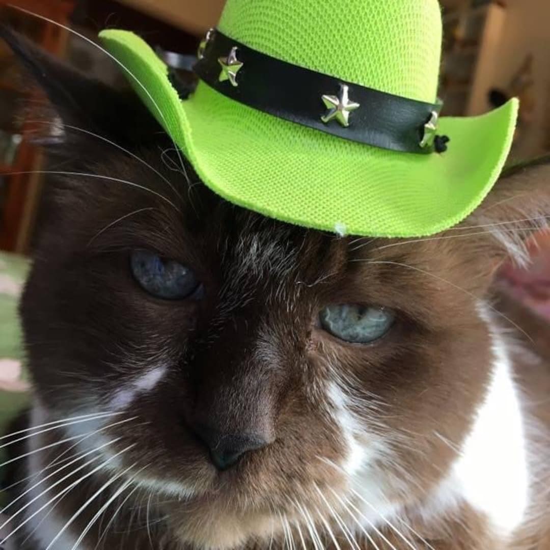 Cat Dog Cowboy Hat Colourful Bright Cute! - Etsy