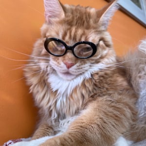 Cat Fashion Glasses Sunglasses Cool Trendy - Etsy