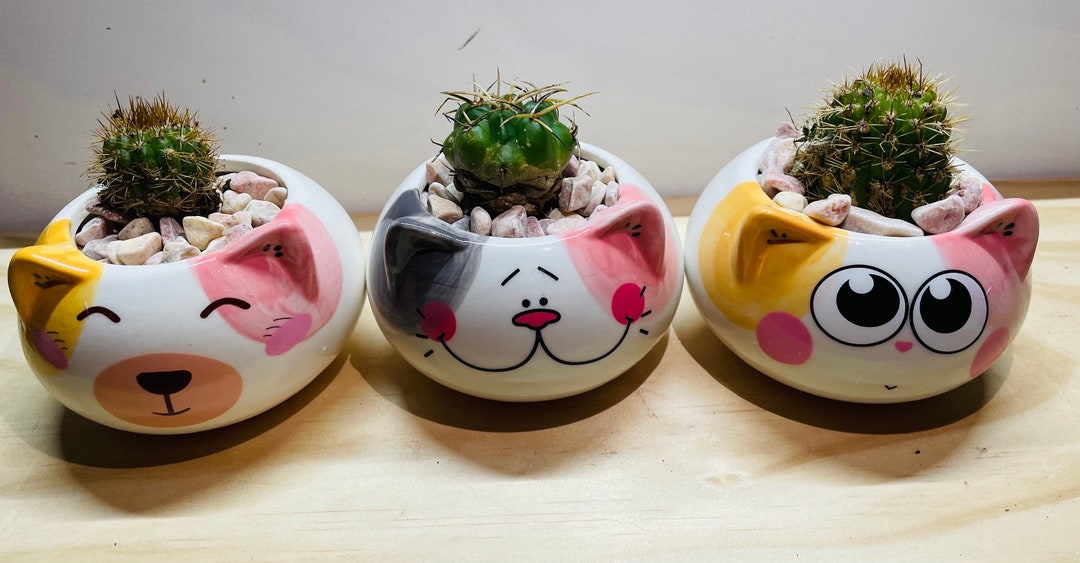 Adorable Small Cacti in Cat Themed Pot - Mini Cactus in Ceramic Cat ...