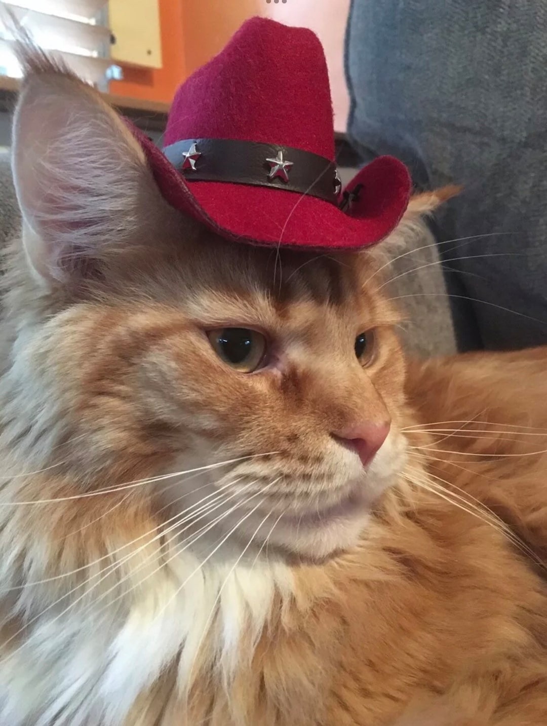 Felt Cowboy Hat for Cats & Dogs, Adjustable Pet Costume - Etsy