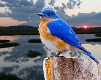 Grumpy Eastern Bluebird in a Twisty Baby Black Locust Tree - Etsy