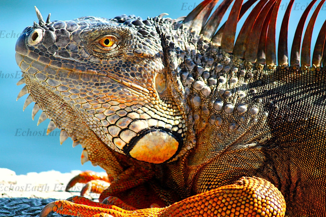 Iguana Photo Print | Reptile Photography Decor | Wild Art | Animal ...