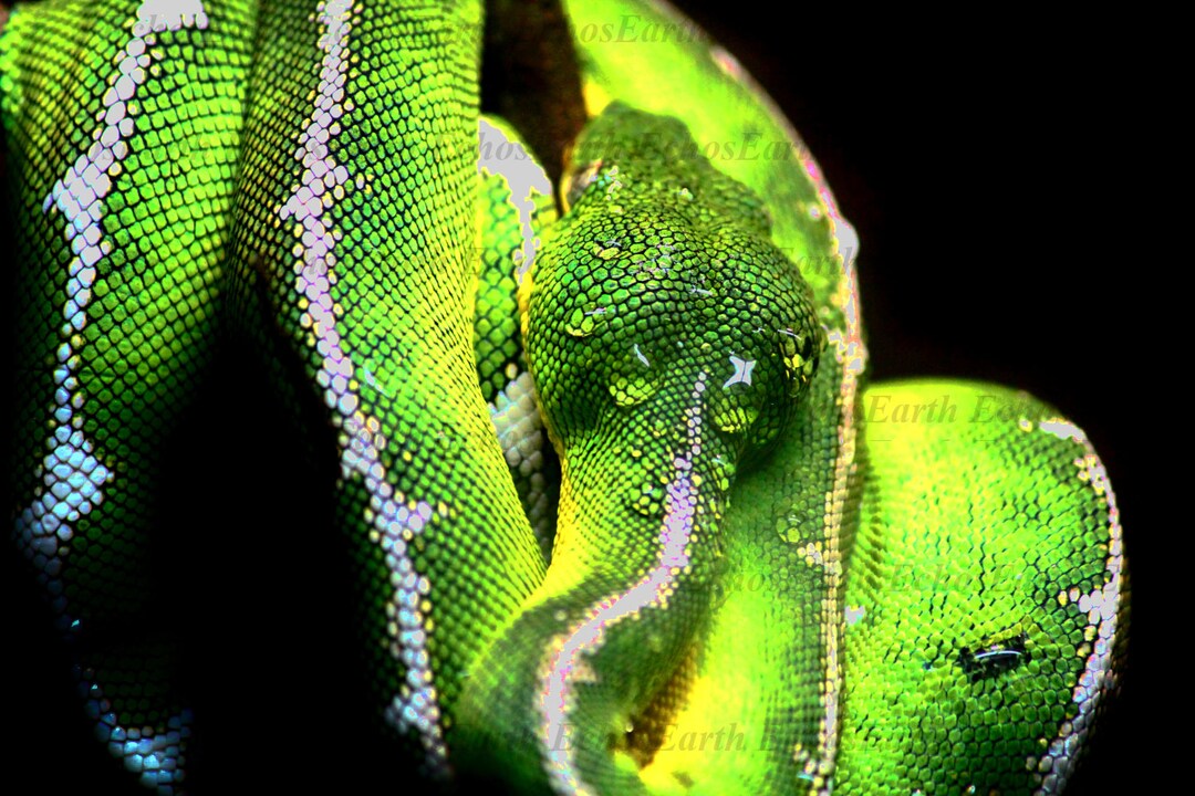 Emerald Tree Boa Photo Print | Reptile Photography Decor | Wild Art ...