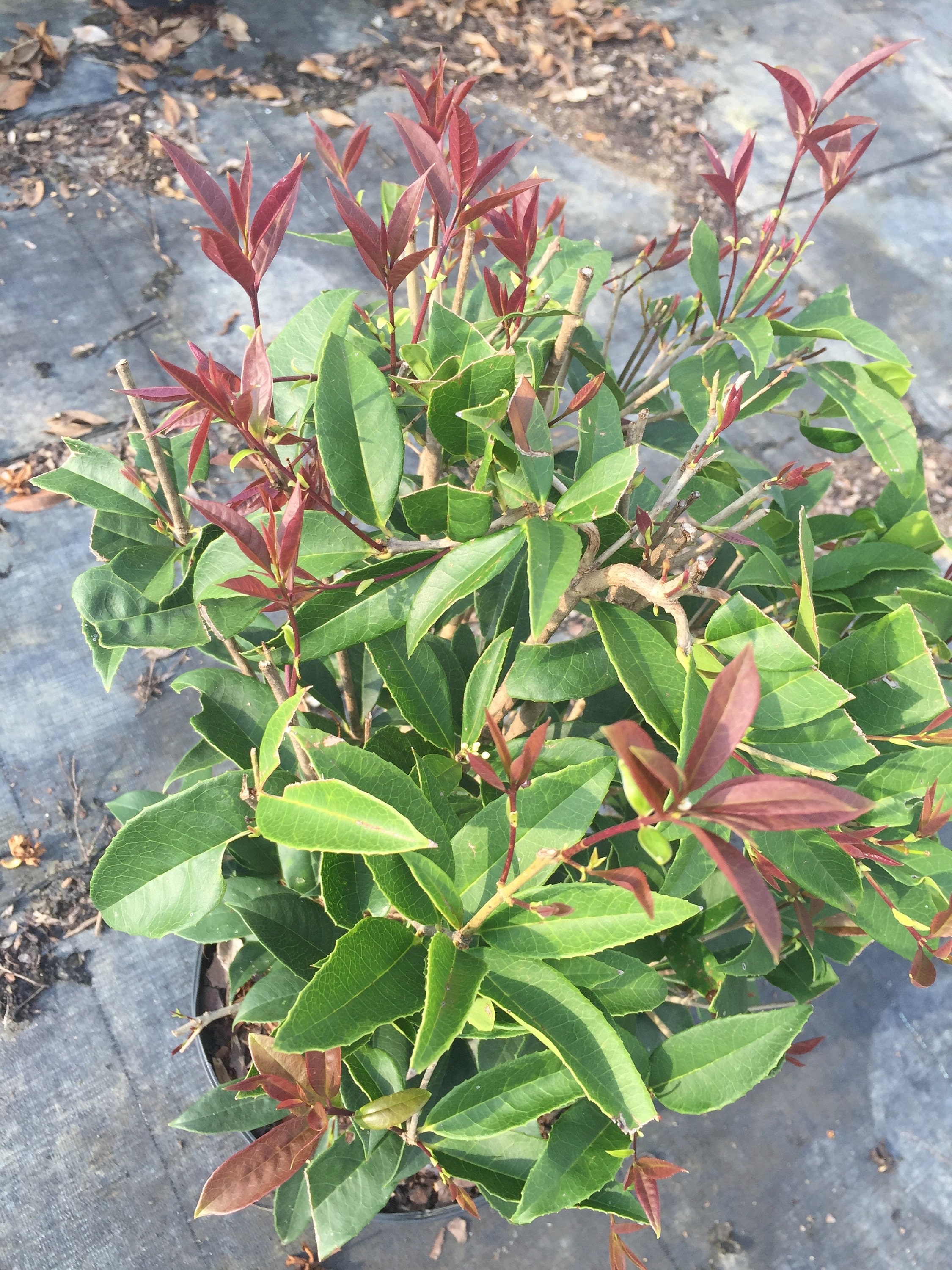 Sweet Olive Osmanthus, Sweet Olive Plant - Etsy