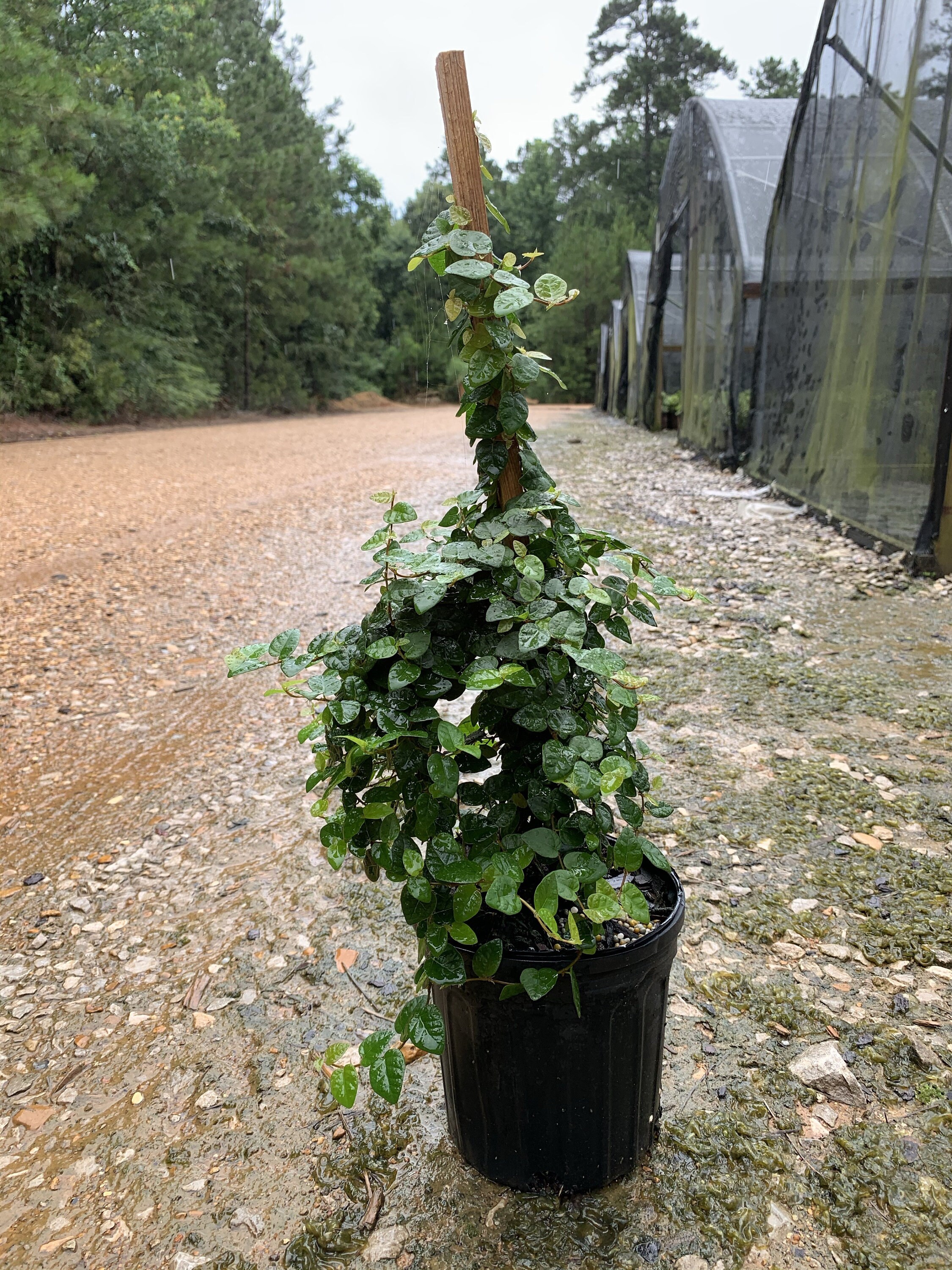 Fig Ivy, Ivy Plant, Fig - Etsy