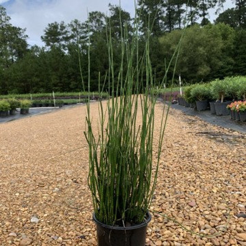 Horsetail Reed, Scouring Rush, Snake Grass - Etsy
