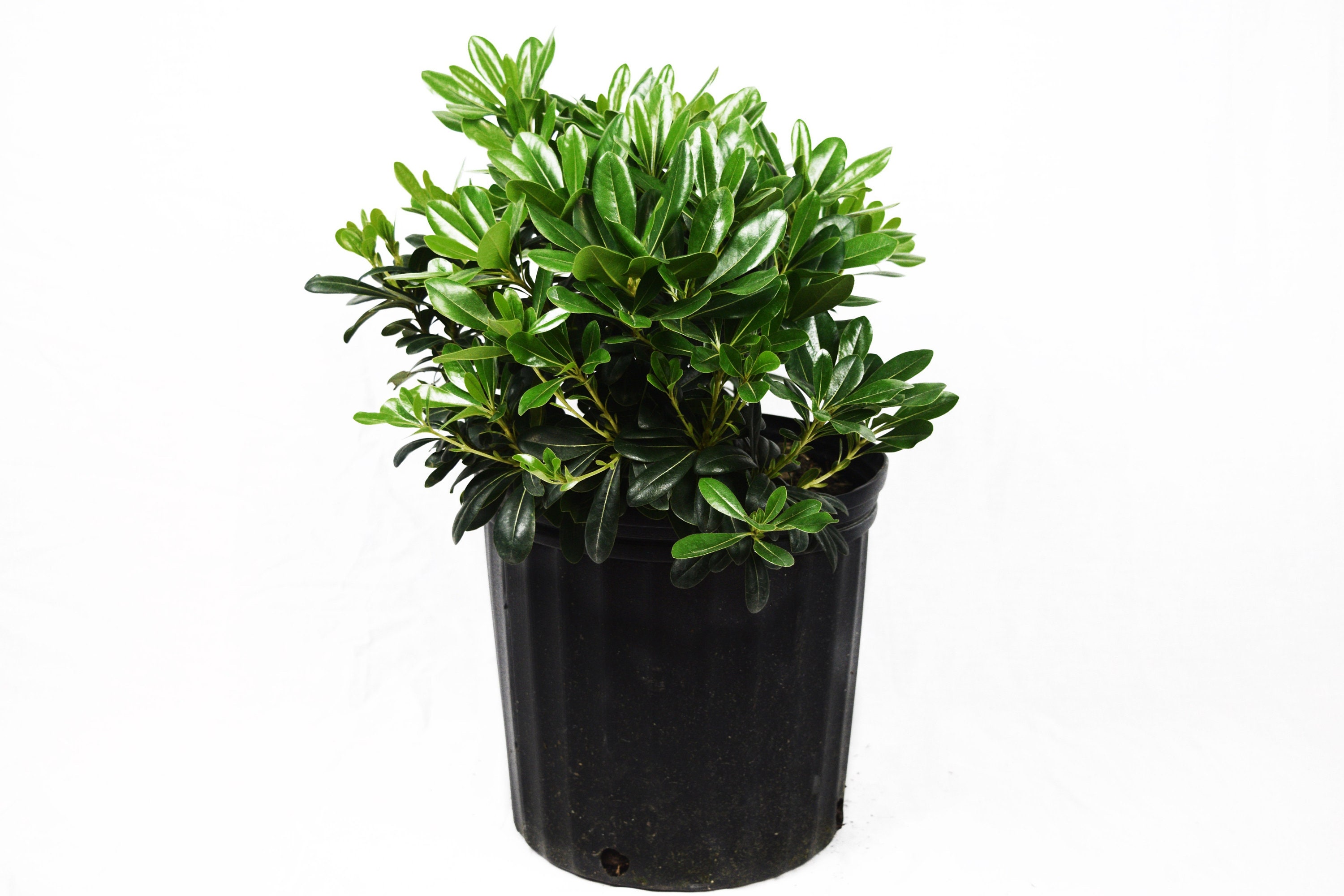 Wheeler's Dwarf, Wheeler's Dwarf Pittosporum - Etsy