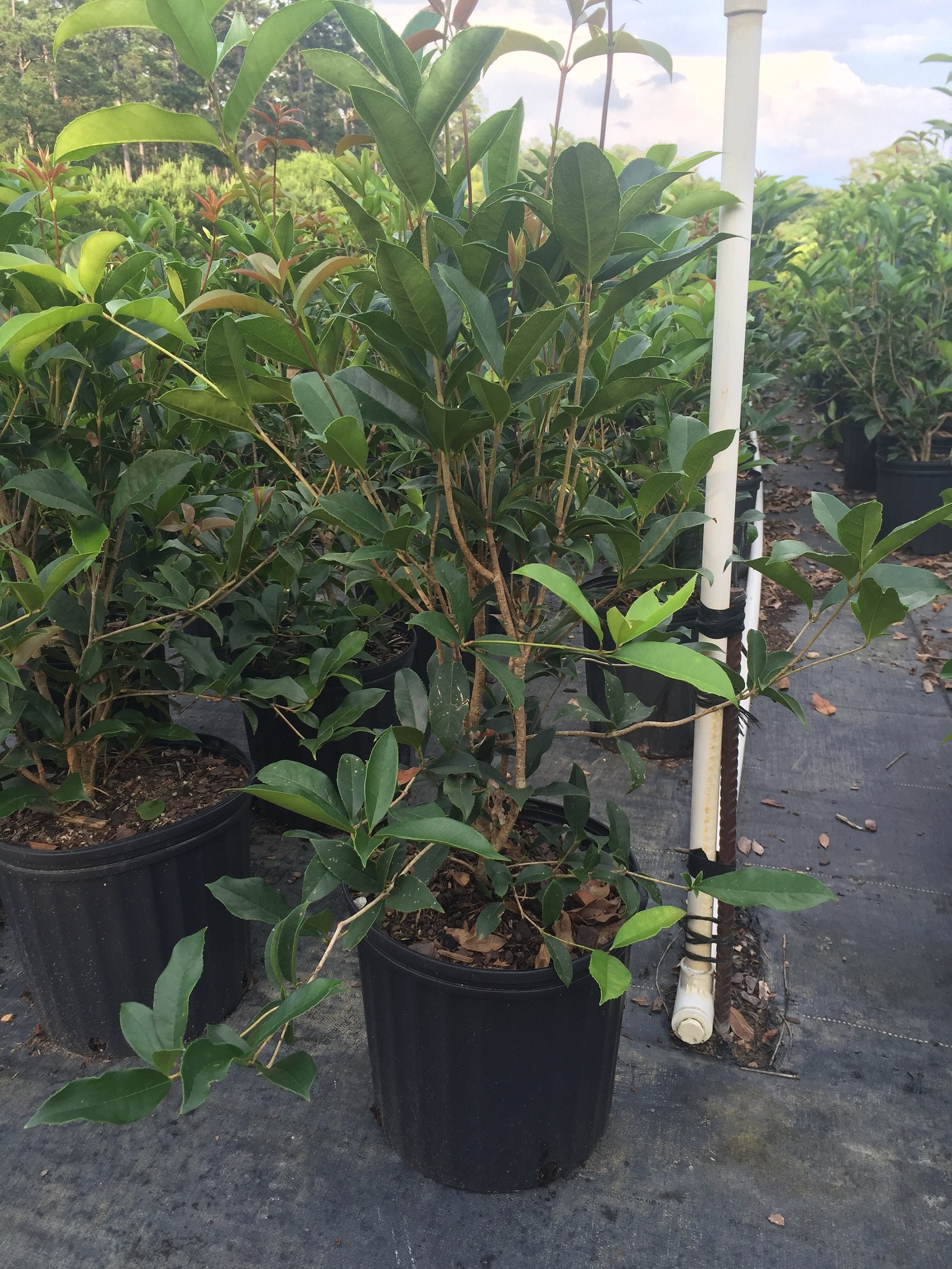 Sweet Olive Osmanthus, Sweet Olive Plant - Etsy