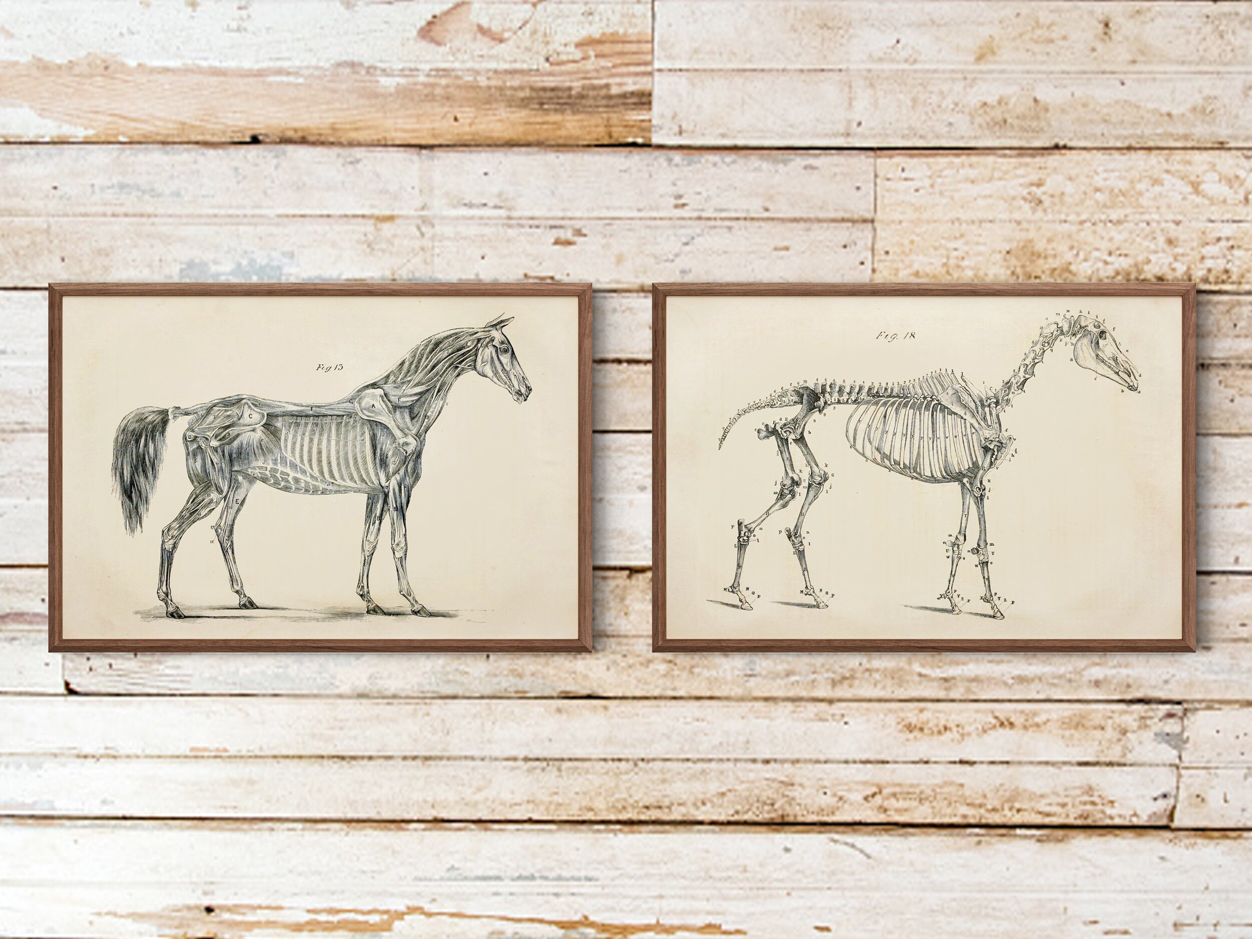 Full Set of 20 - Vintage Horse Anatomy Printed Illustrations by George ...