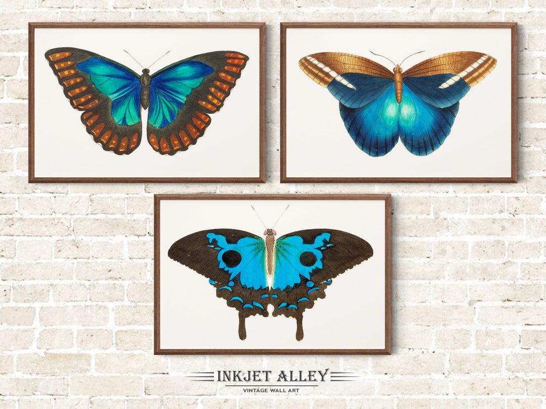 Set of 3 Vintage Blue Butterfly Illustrations by George Shaw, You Pick ...