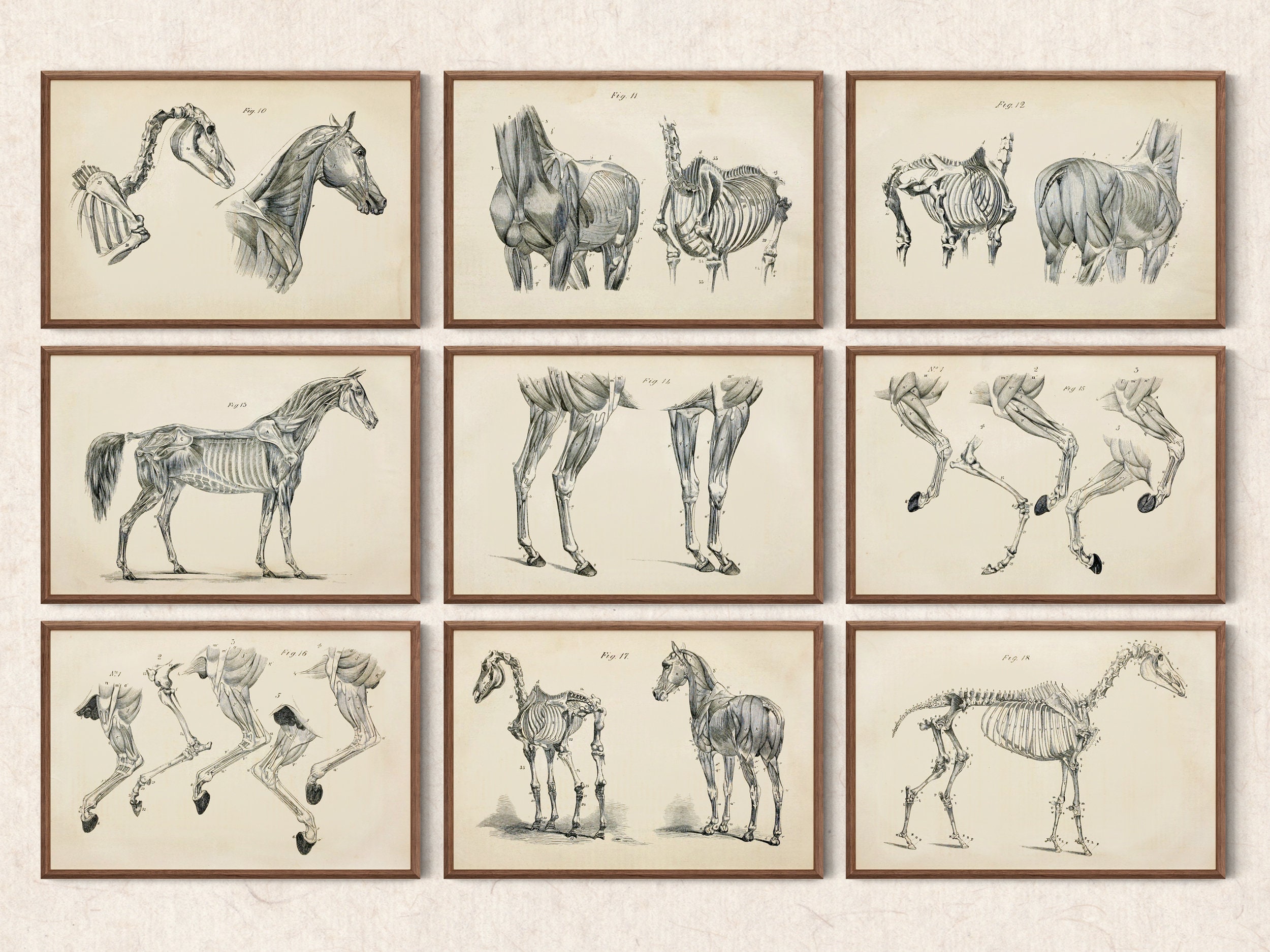 Full Set of 20 - Vintage Horse Anatomy Printed Illustrations by George ...
