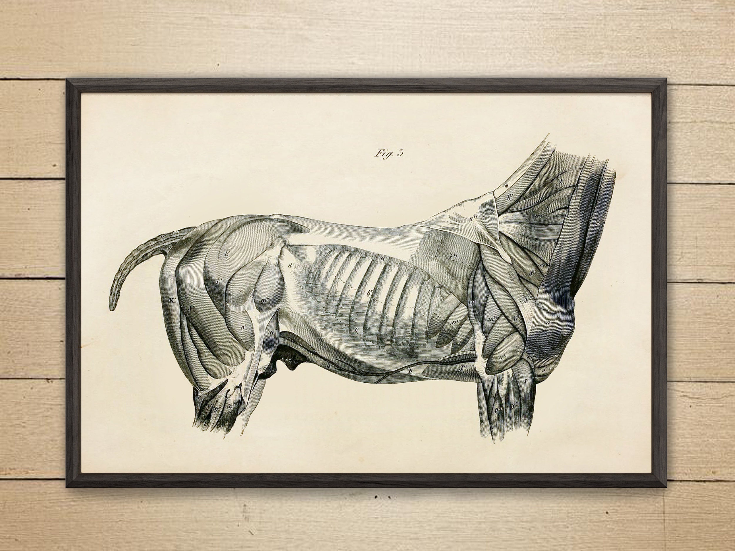 Set of 9 Vintage Horse Anatomy Printed Illustrations by George H Dadd ...