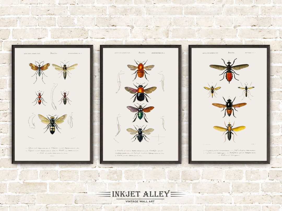 Set of 3 Vintage Illustrations of Insects and Bugs - Set F, Insect Art ...