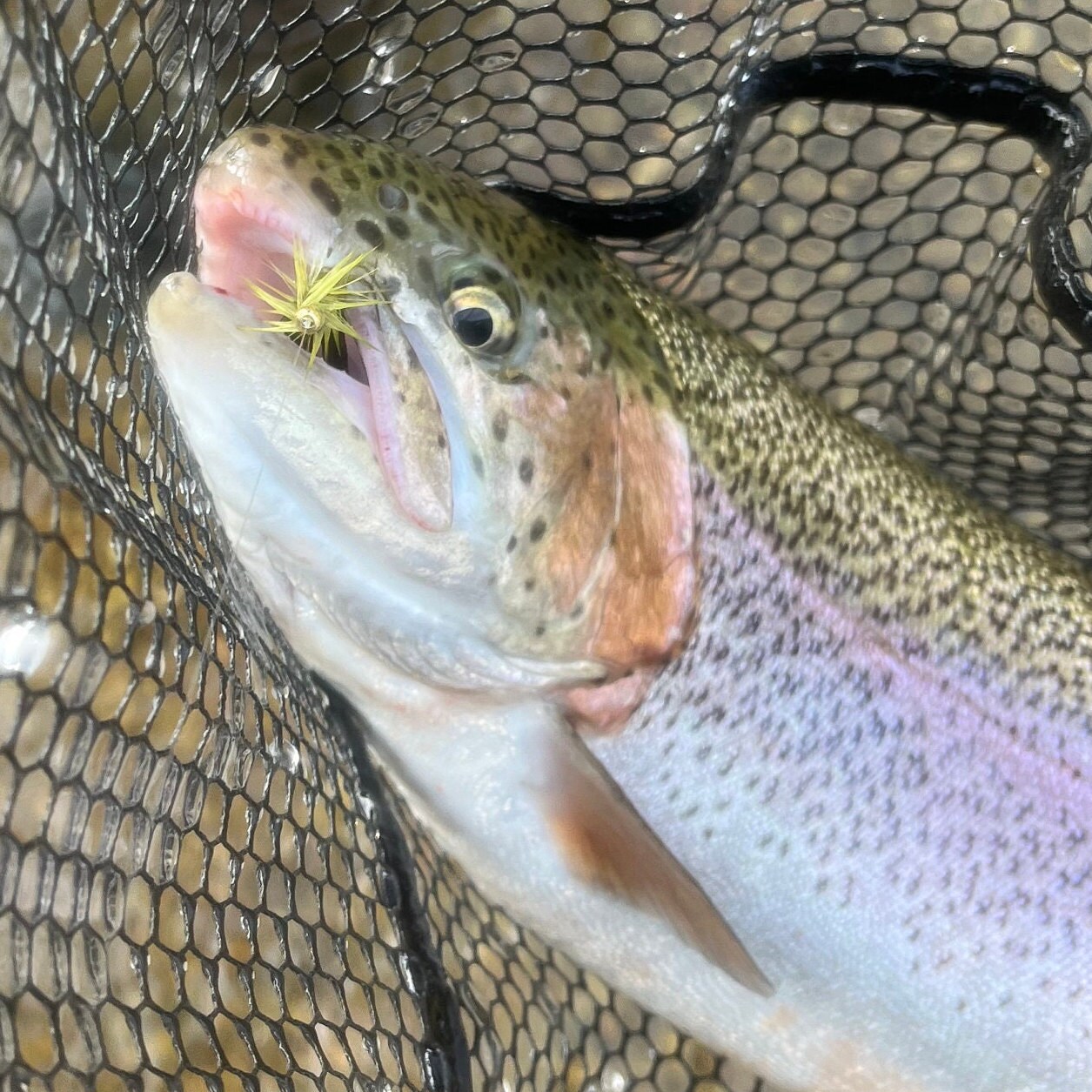 Hand-tied Premium Woolly Buggers Size 12, 8, or 6 pack of 4. Free ...