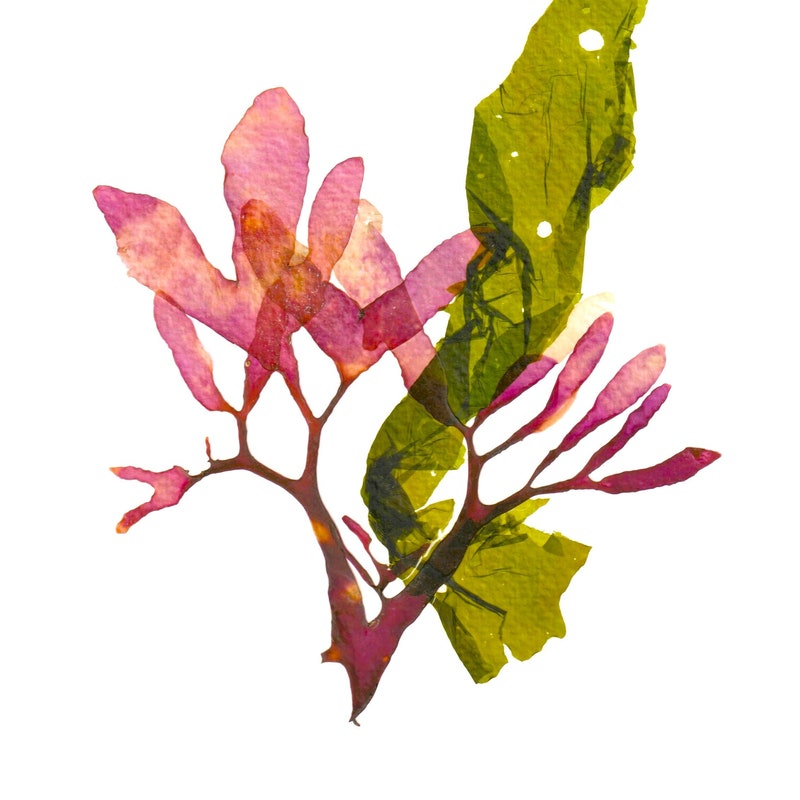 Seaweed Print Wallpaper - Etsy