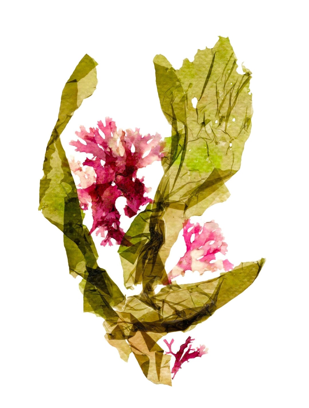 Real Pressed Seaweed Print #59 - Etsy