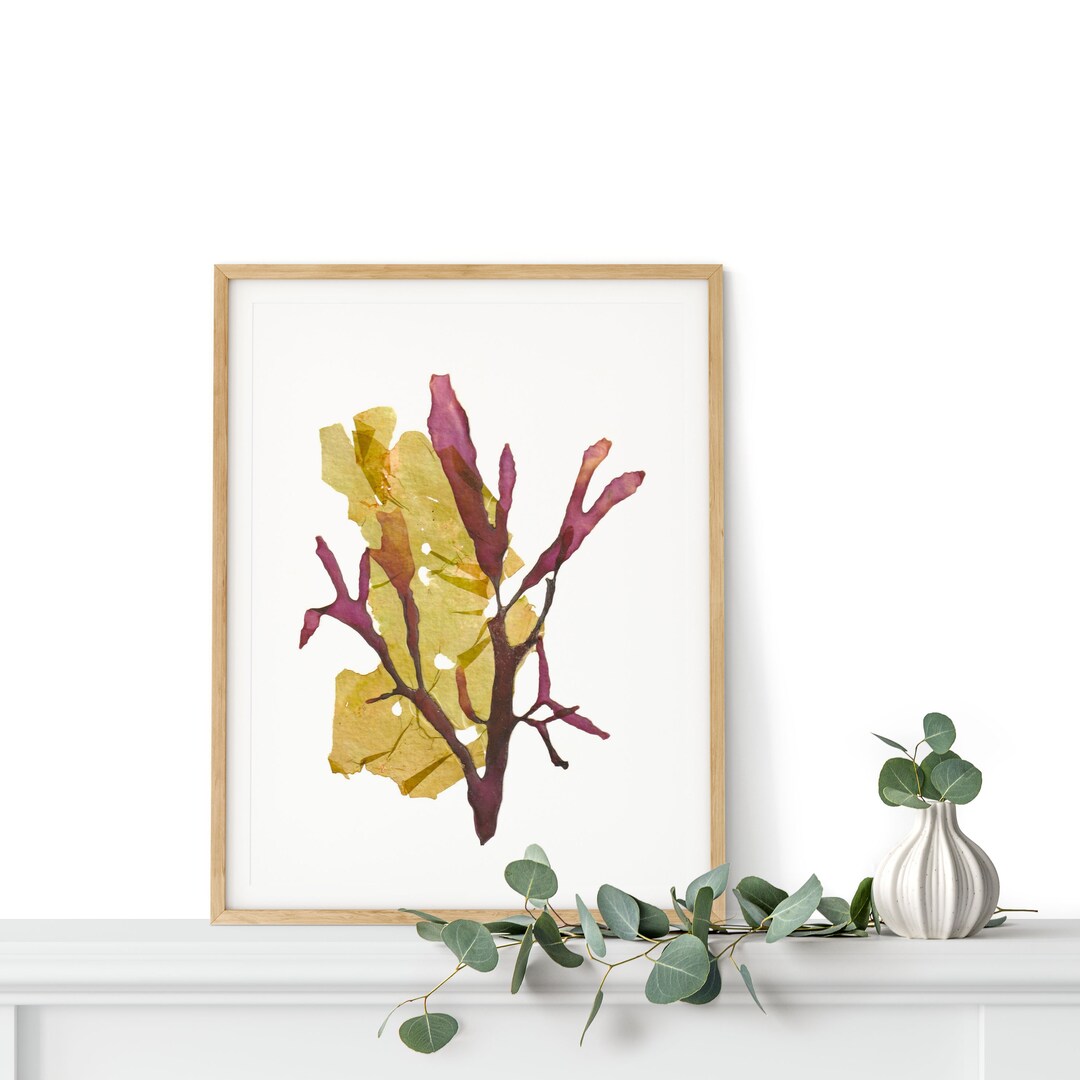 Real Pressed Seaweed Print #34 - Etsy