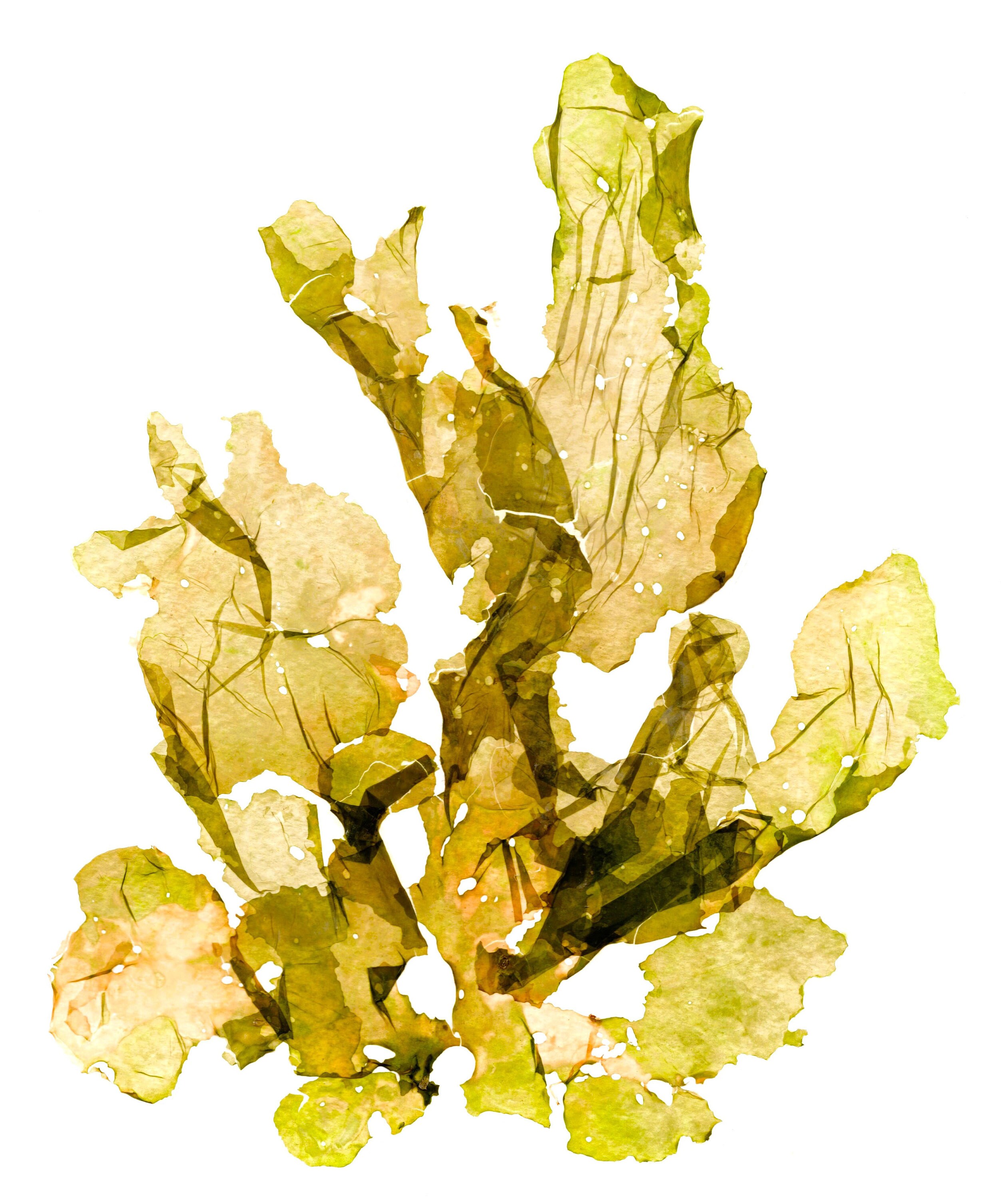 Real Pressed Seaweed Print 151 - Etsy