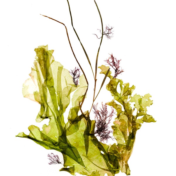Seaweed Print - Etsy