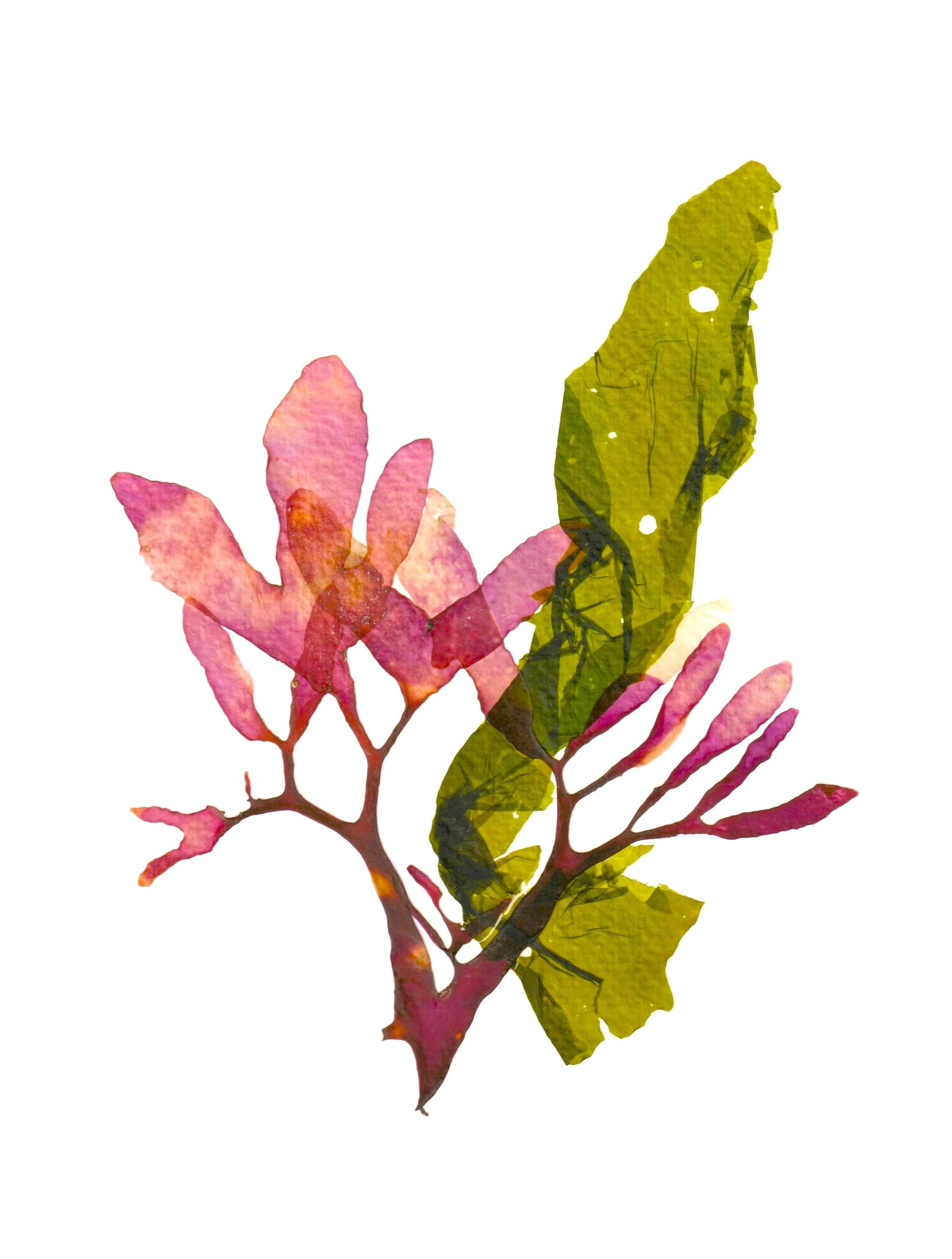 Real Pressed Seaweed Print #125 - Etsy