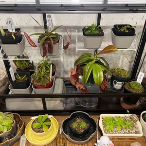 AKERBAR Desktop Greenhouse (25in) Pegboards and SKADIS Accessories for ...