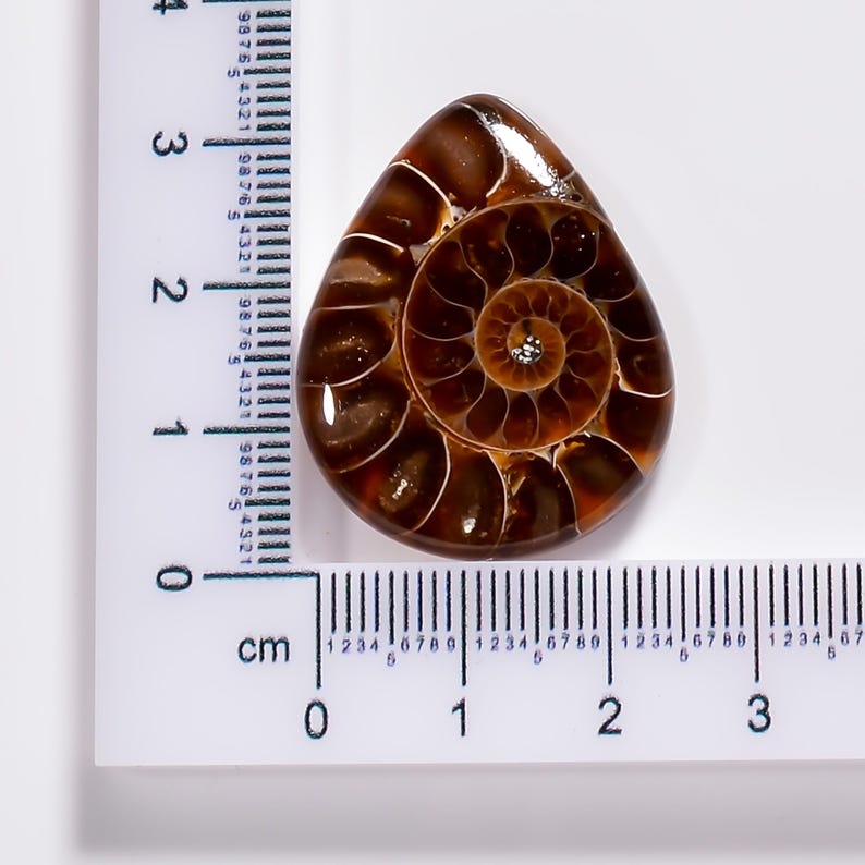 Ammonite Cabochon Drop Shape Fossil Ammonite Gemstone 32X25X6 Mm Size ...