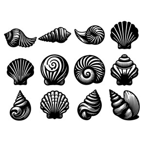 Seashell SVG Bundle, Conch Shell Svg, Shell Dxfs, Print and Cut Shell ...