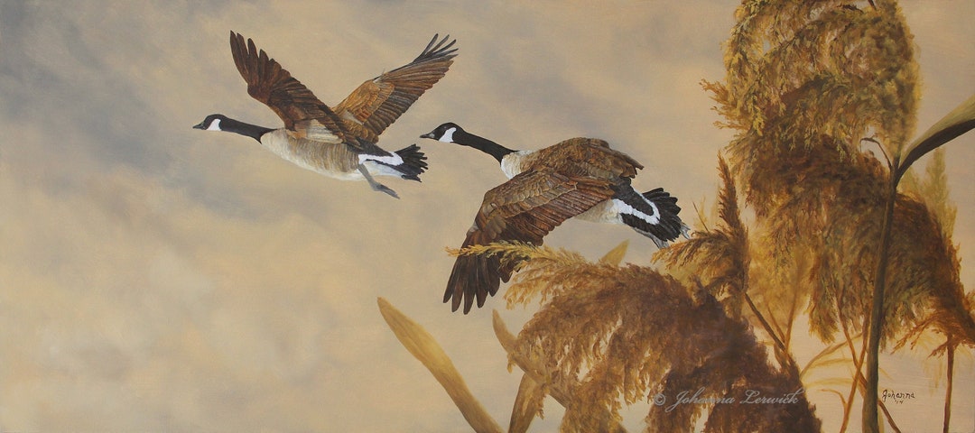 Realistic Canadian Geese Flying Giclee Print - Wildlife Realism Art ...
