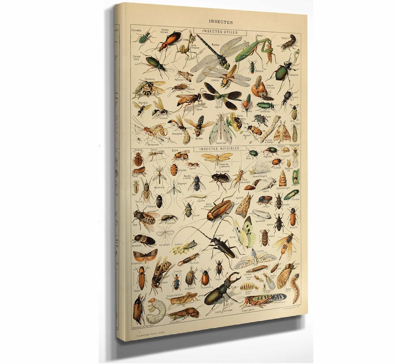 Insects Identification Reference Species Collection Entomology Diagram ...
