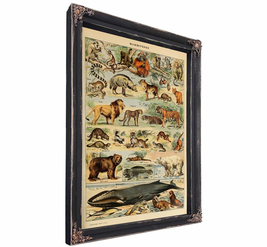 Exotic Animals, Mammals Chart Print, Educational Diagram Framed Art ...