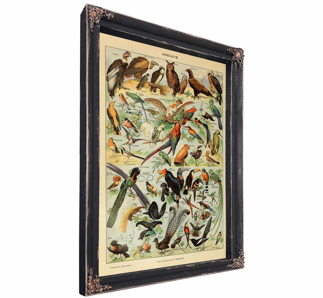 Poster Birds of the World Chart by Adolphe Millot Framed Art - Vintage ...