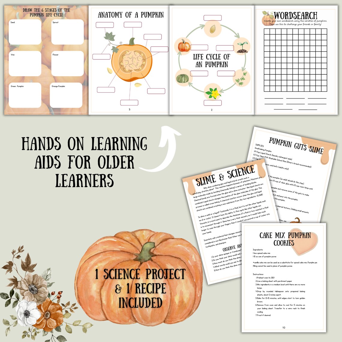 Pumpkin Unit Study, Life Cycle and Anatomy of a Pumpkin, Homeschool ...