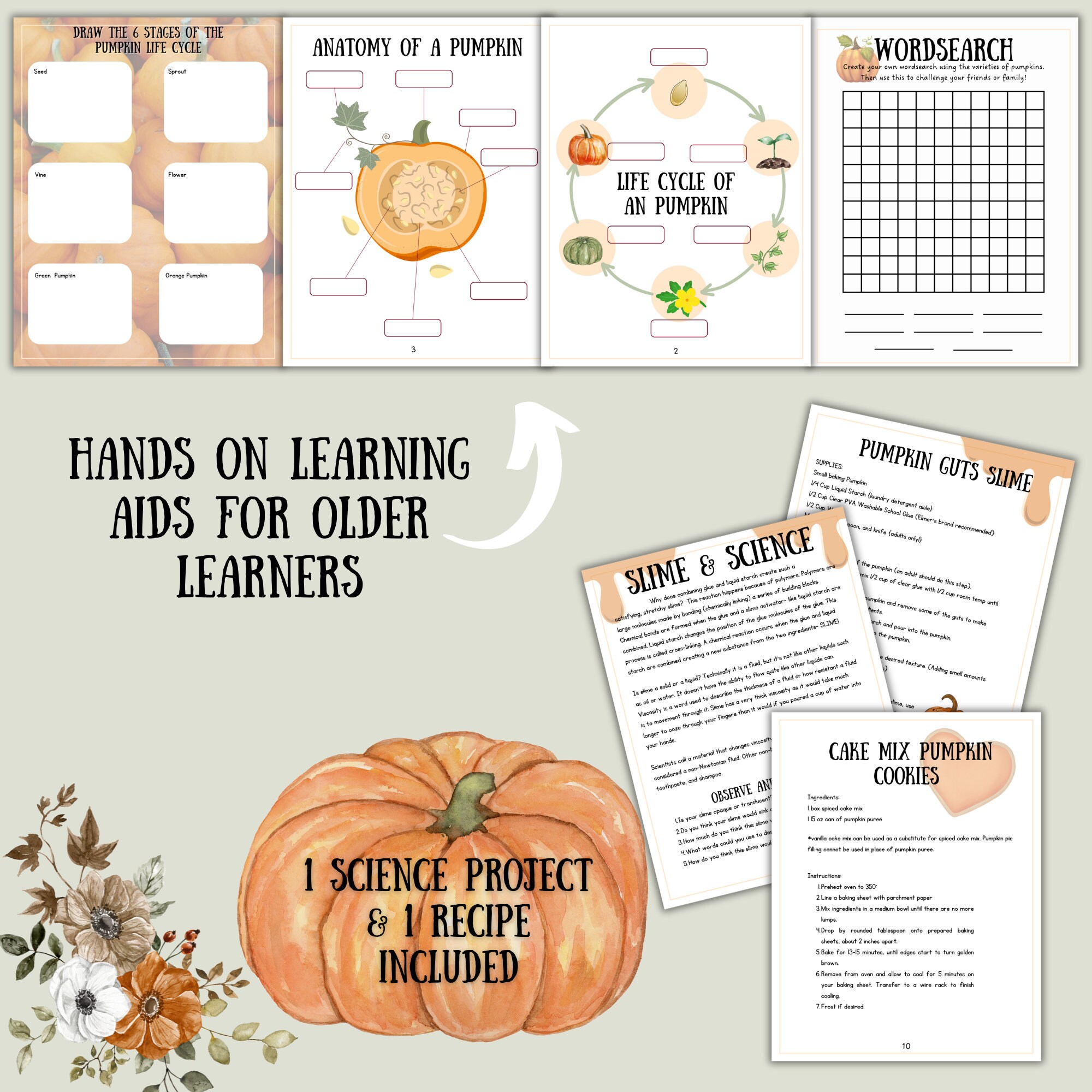 Pumpkin Unit Study, Life Cycle and Anatomy of a Pumpkin, Homeschool ...