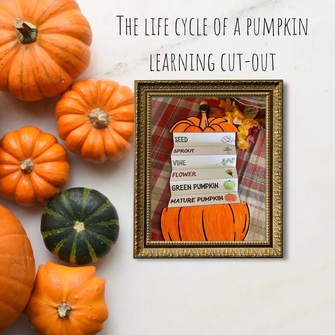 Lifecycle of a Pumpkin Cut-out | Fall Craft | - Etsy