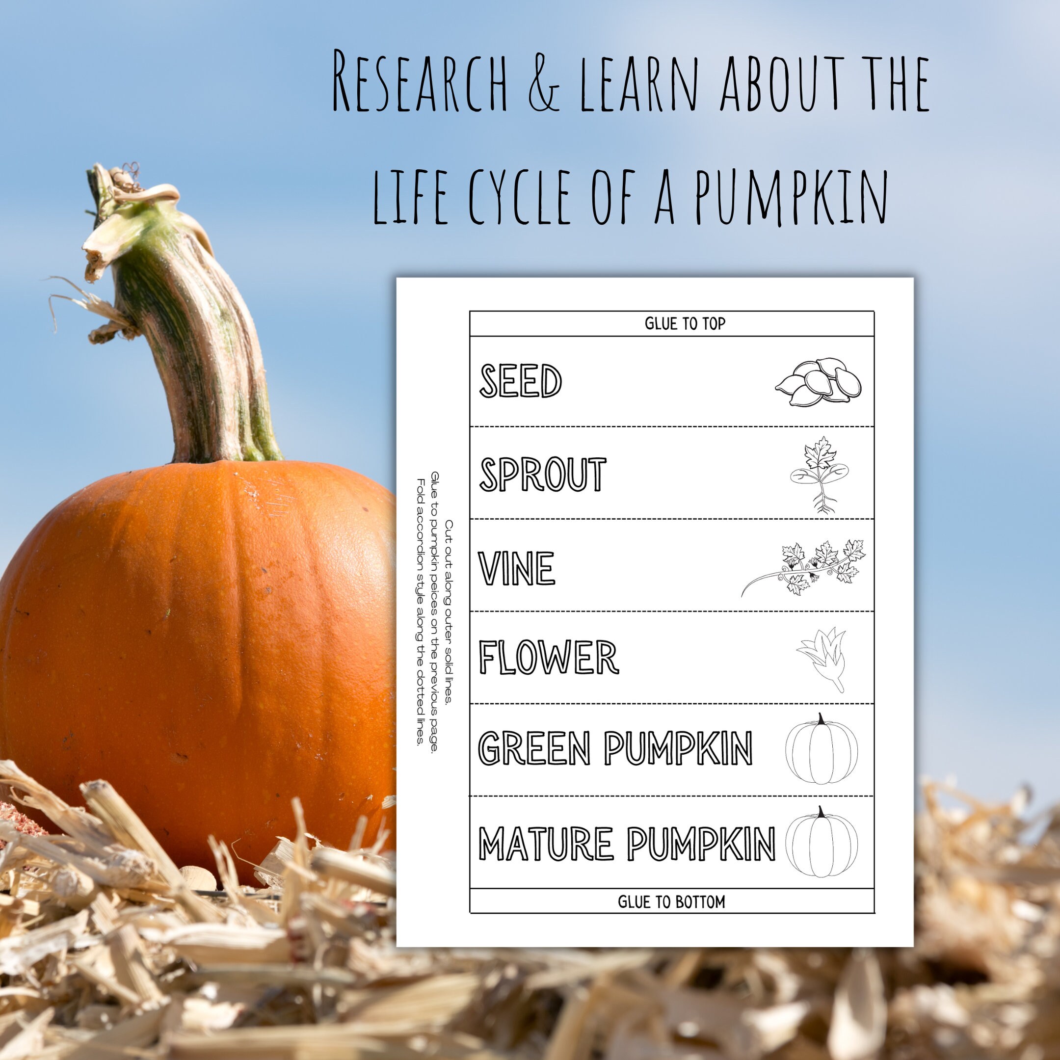 Lifecycle of a Pumpkin Cut-out | Fall Craft | - Etsy