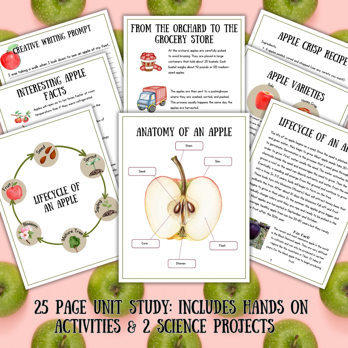Apple Unit Study, Apple Anatomy and Life Cycle, Homeschool Printable ...