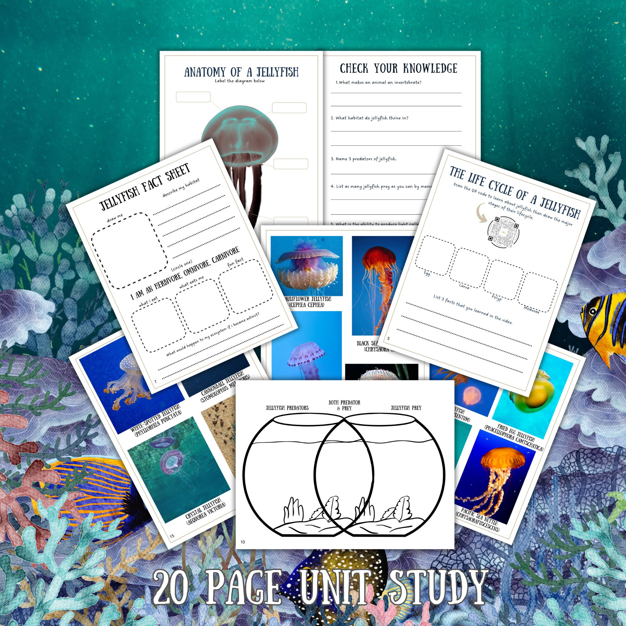 Jellyfish Unit Study, Marine Biology, Science, Digital Download - Etsy