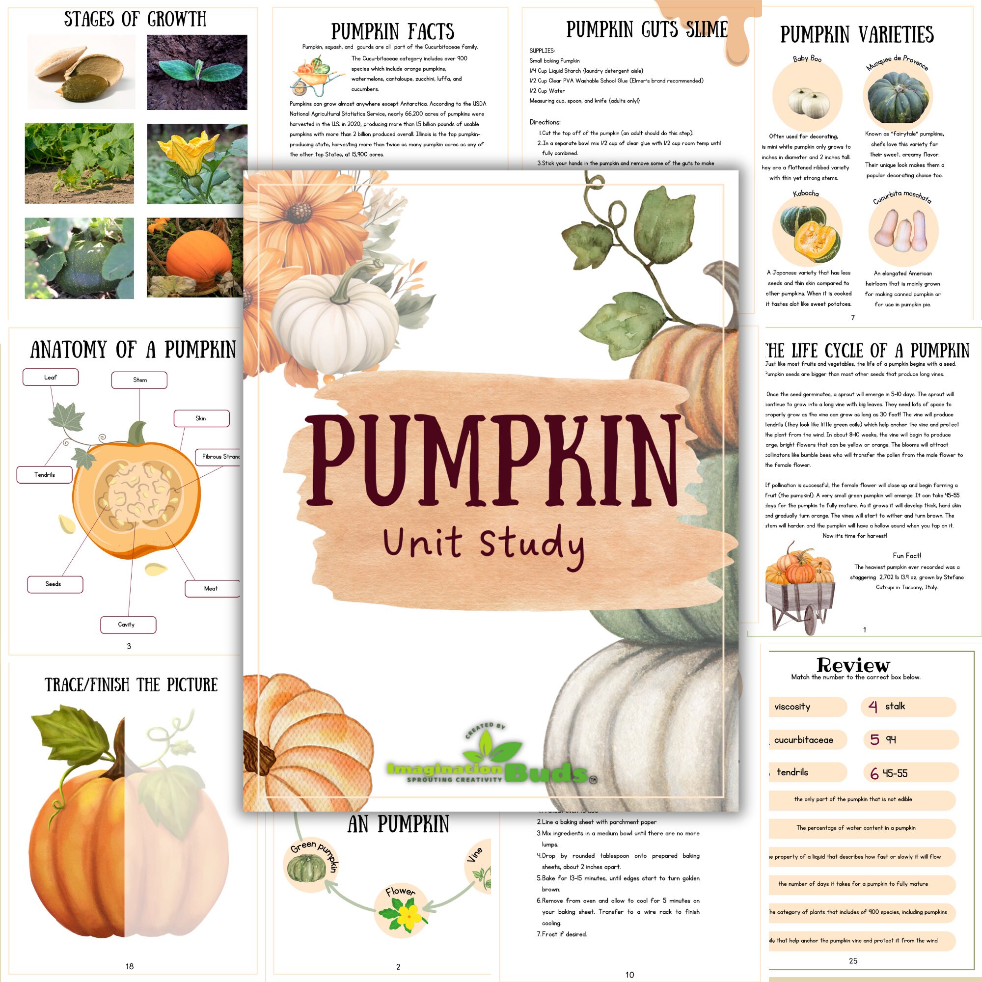 Pumpkin Unit Study, Life Cycle and Anatomy of a Pumpkin, Homeschool ...