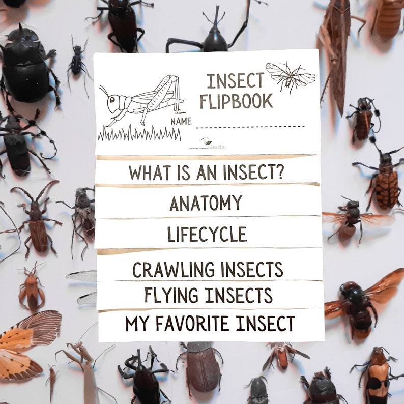 Insect Flipbook - Etsy