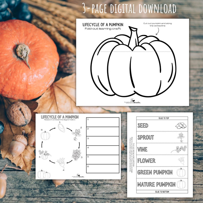 Lifecycle of a Pumpkin Cut-out | Fall Craft | - Etsy